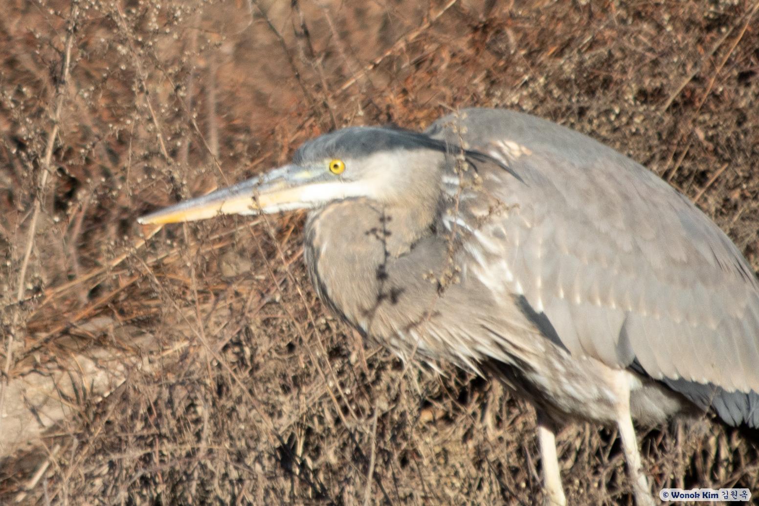 Great Blue Heron – Wishing Ms. Ana Costia "Happy New Year!” - Eye On ...