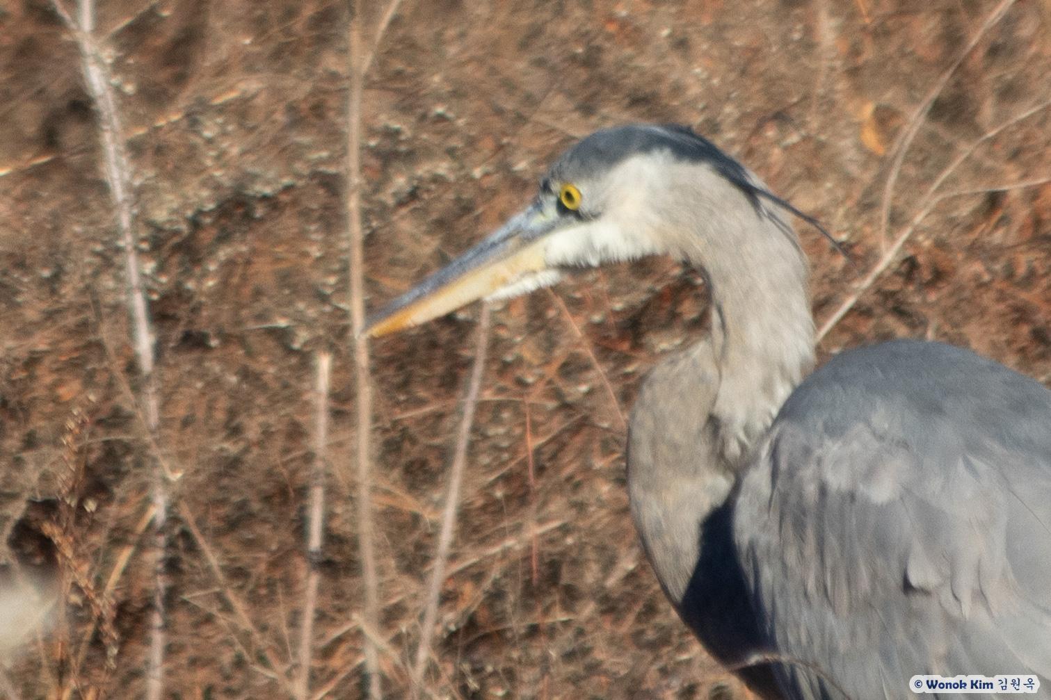Great Blue Heron – Wishing Ms. Ana Costia "Happy New Year!” - Eye On ...