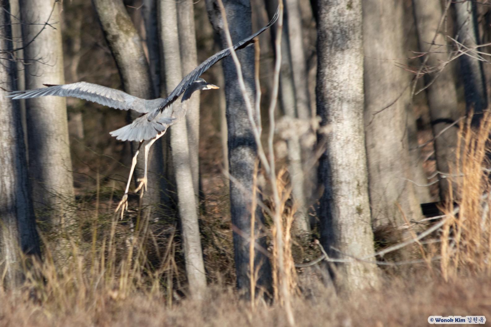 Great Blue Heron – Wishing Ms. Ana Costia "Happy New Year!” - Eye On ...