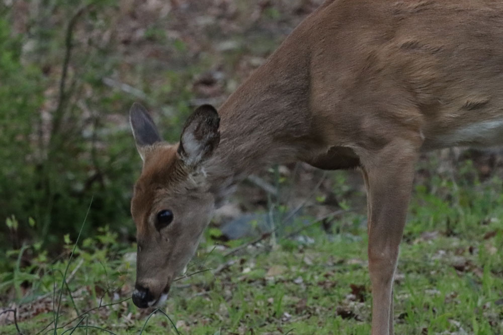 A White-Tailed Deer Smelling Spring - Eye On Sligo Creek